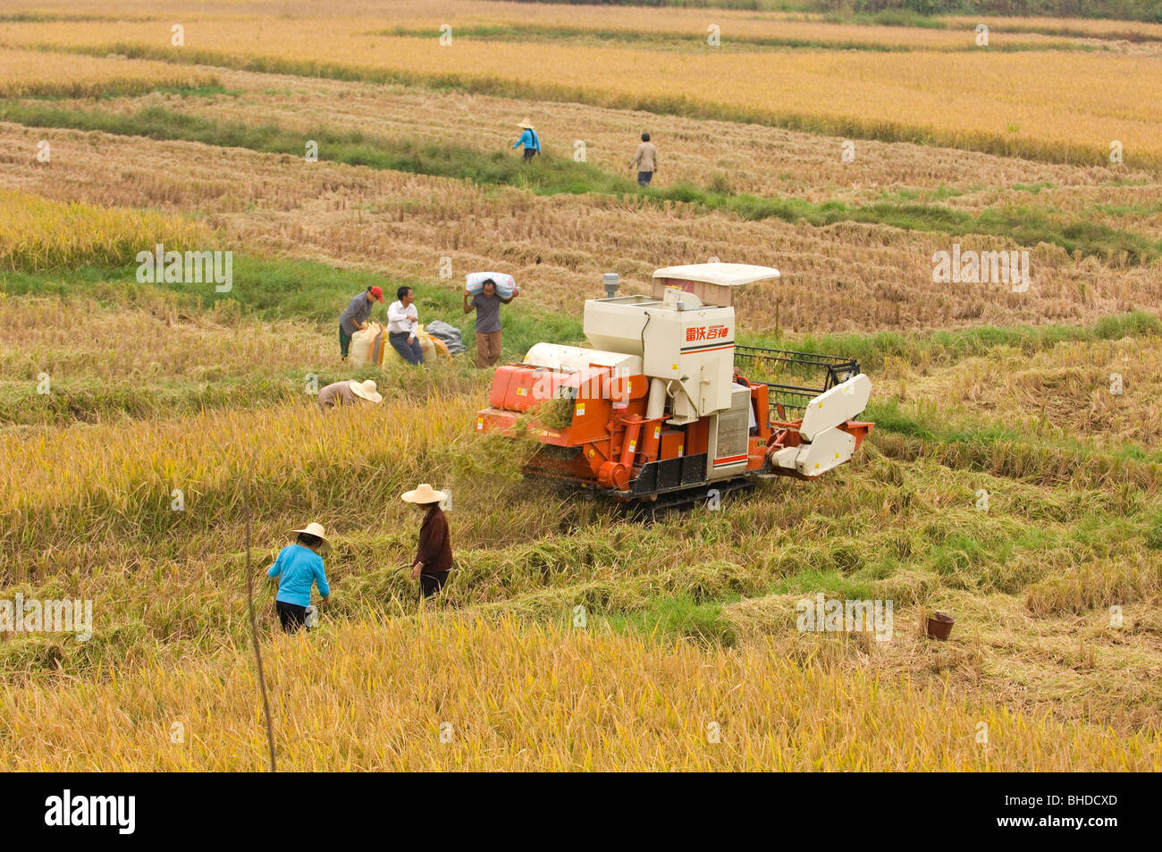 China harvest rice combine hi-res stock photography and images - Alamy