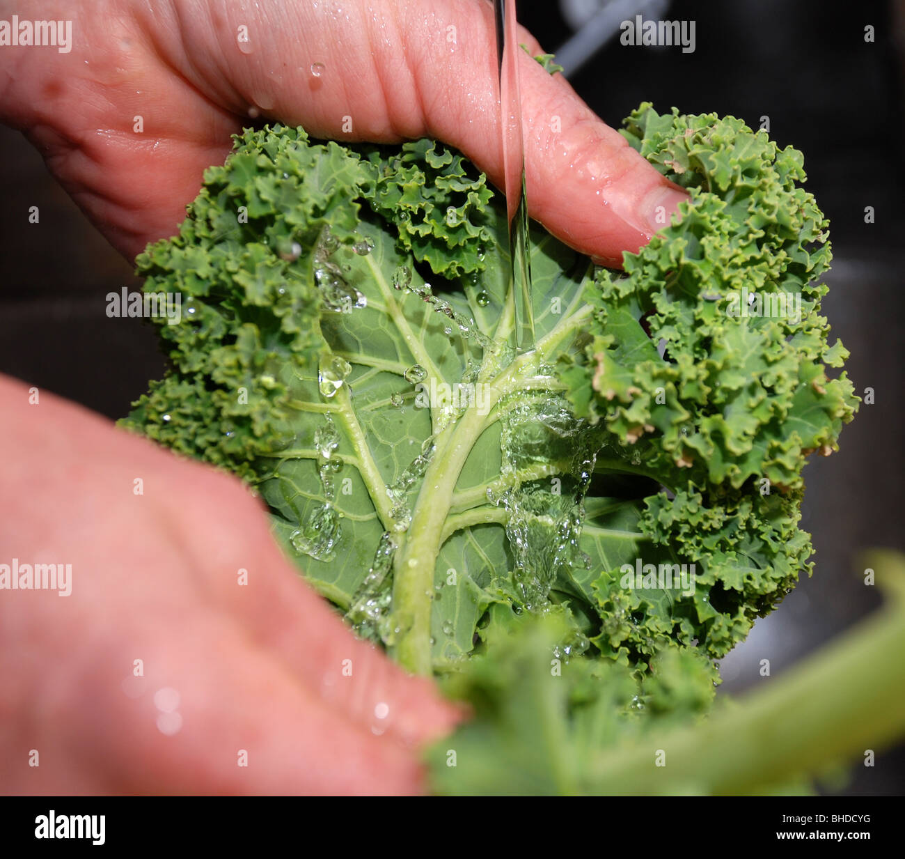 Wash cabbage hi-res stock photography and images - Alamy