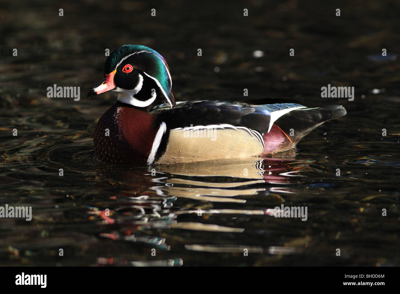 Wood Duck at a wetland in Portland Oregon Stock Photo - Alamy