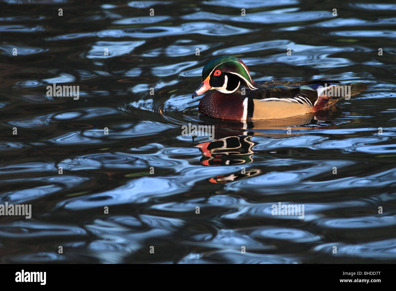 Wood Duck at a wetland in Portland Oregon Stock Photo - Alamy
