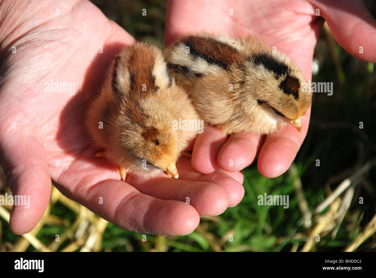 Baby chicken in human hands hi-res stock photography and images - Alamy