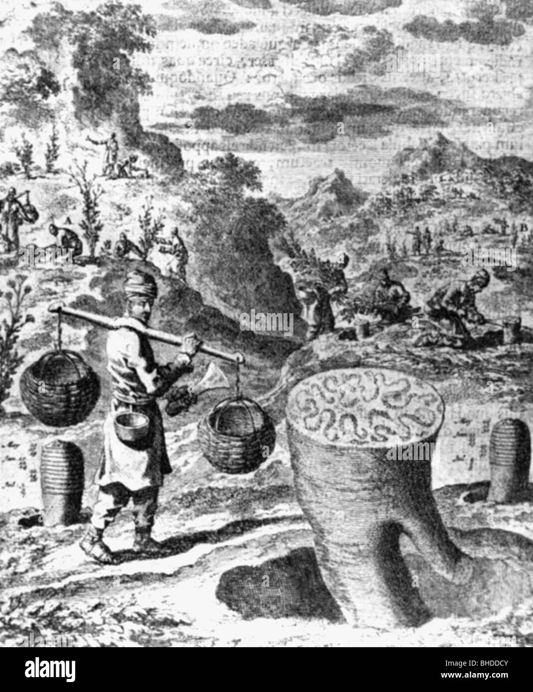 18th century plant illustration hi-res stock photography and images - Alamy