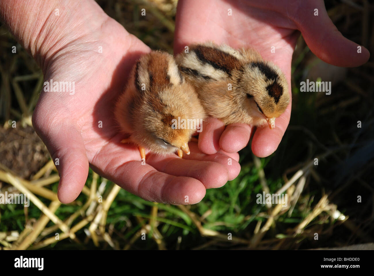 Chicken babys in human hands Stock Photo - Alamy