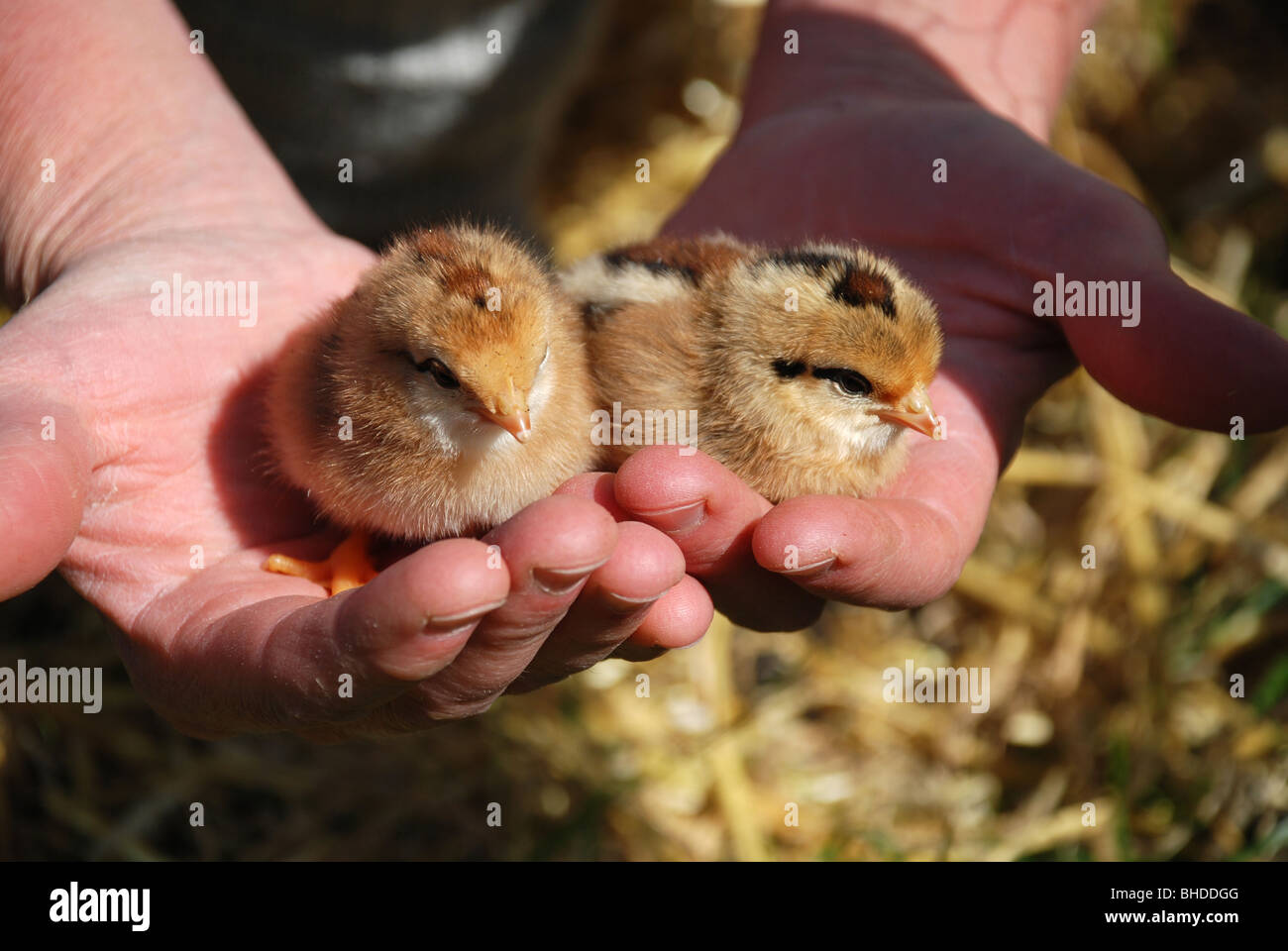 Baby bird in palm hi-res stock photography and images - Alamy