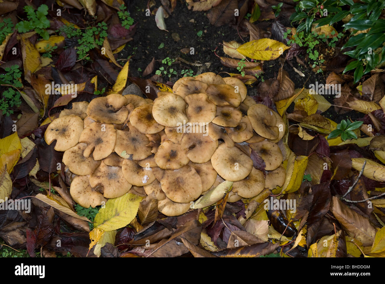 Toadstools in an autumn garden in west london Stock Photo - Alamy