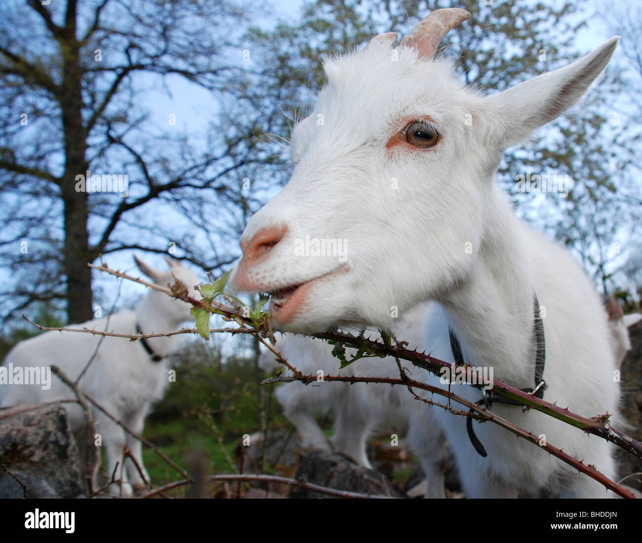 Crazy goat eyes hi-res stock photography and images - Alamy