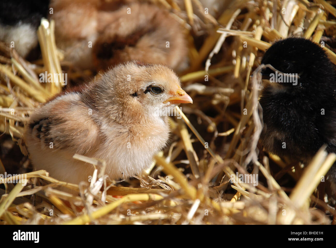 Chicken profile hi-res stock photography and images - Alamy