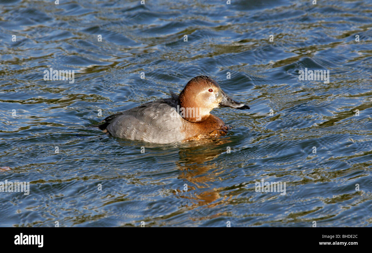 Pochard Duck, Aythya ferina, Anatidae. Female Duck Stock Photo - Alamy