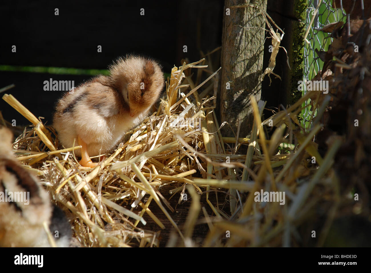 Chicken baby cleaning Stock Photo - Alamy