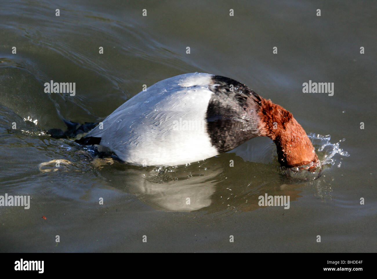 Male diving duck hi-res stock photography and images - Alamy