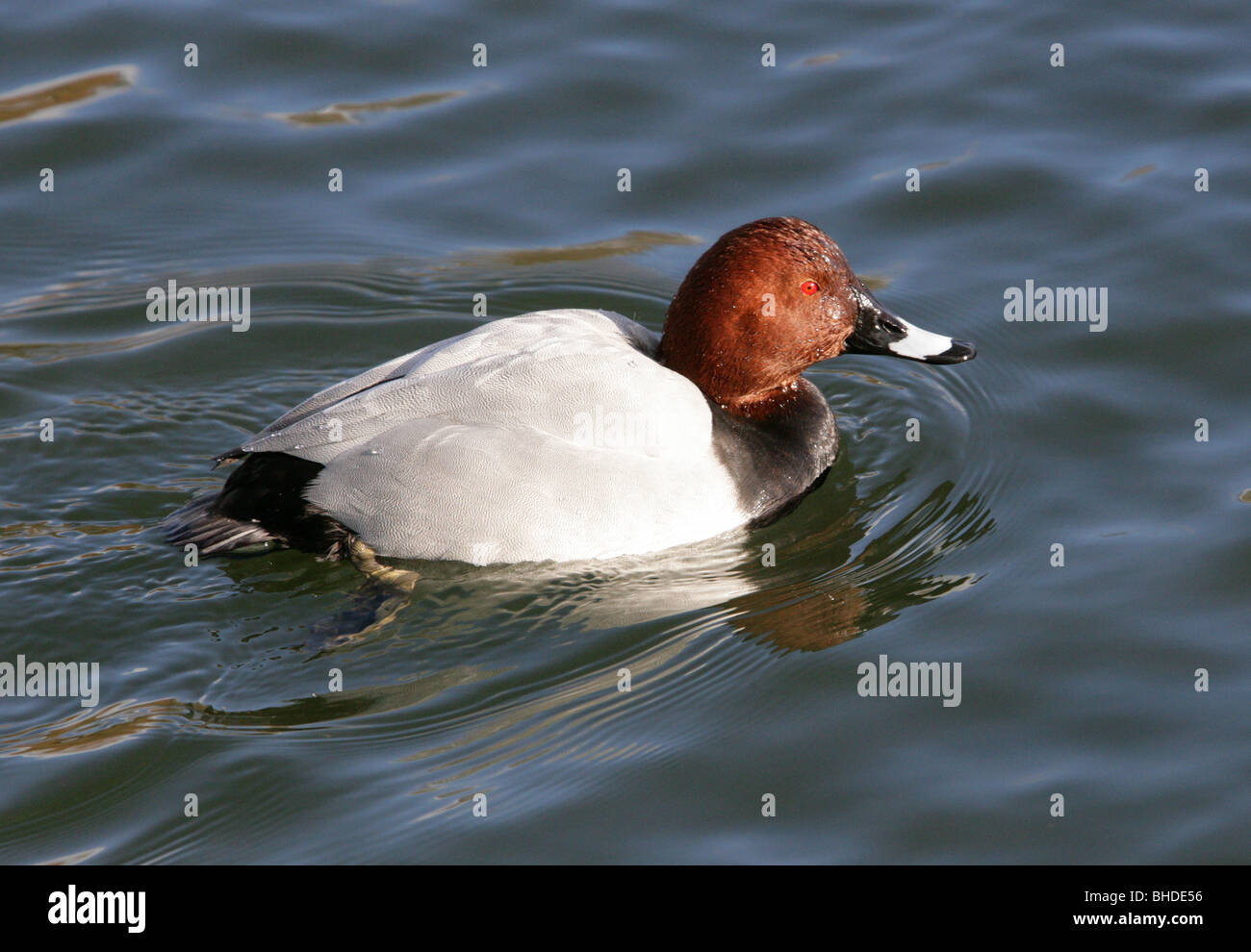 Pochard Duck, Aythya ferina, Anatidae. Male Duck (Drake Stock Photo - Alamy