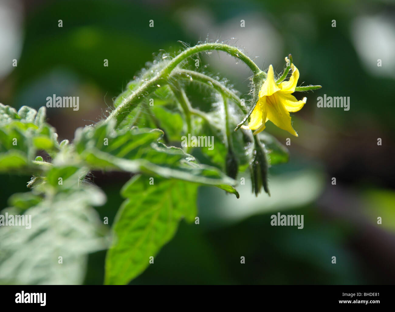 Tomato plant flower hi-res stock photography and images - Alamy
