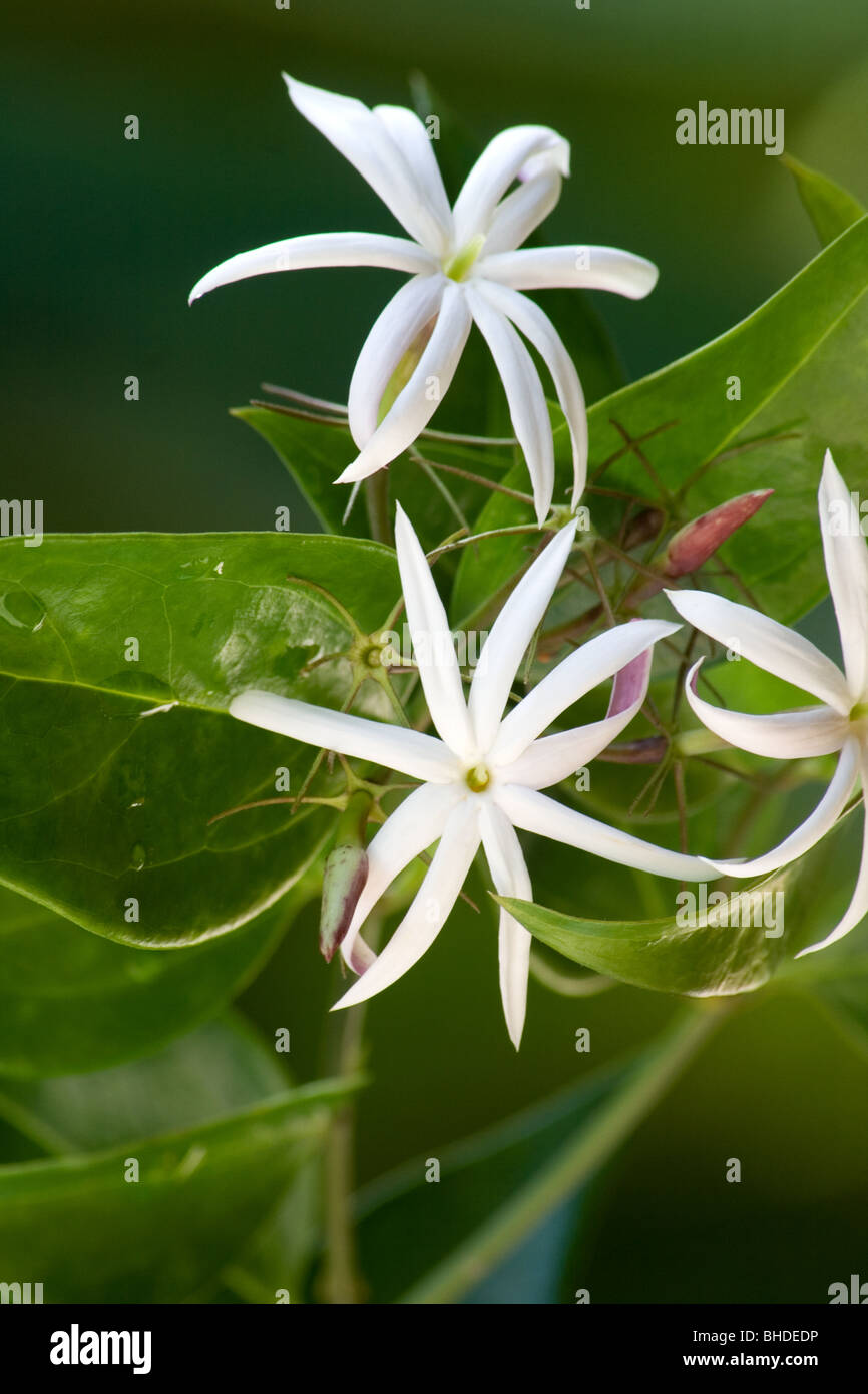 Jasmine flowers close-up Stock Photo - Alamy