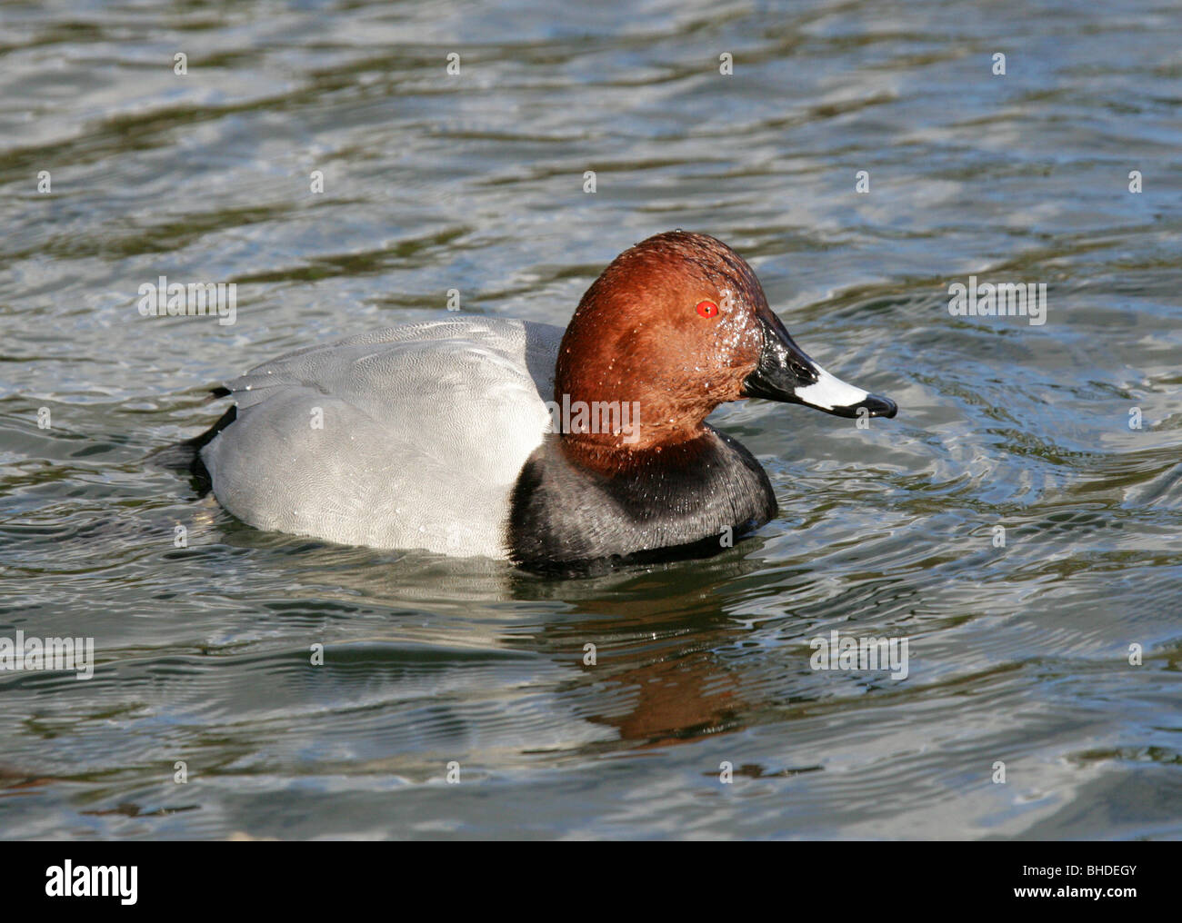 Pochard Duck, Aythya ferina, Anatidae. Male Diving Duck (Drake Stock ...
