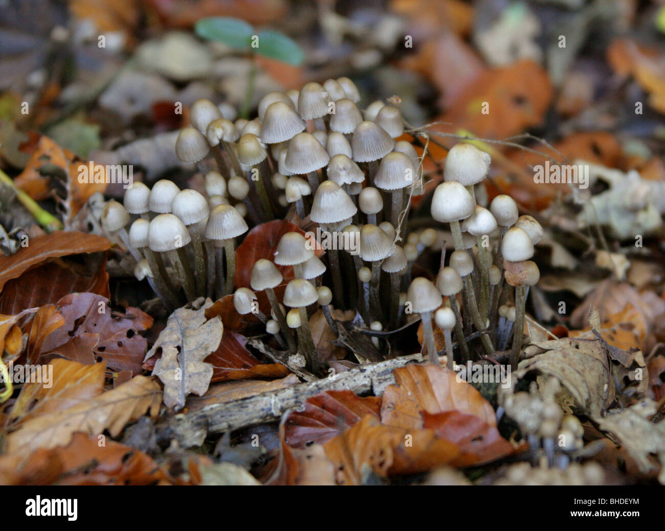 Angels bonnets fungi mycena arcangeliana hi-res stock photography and ...