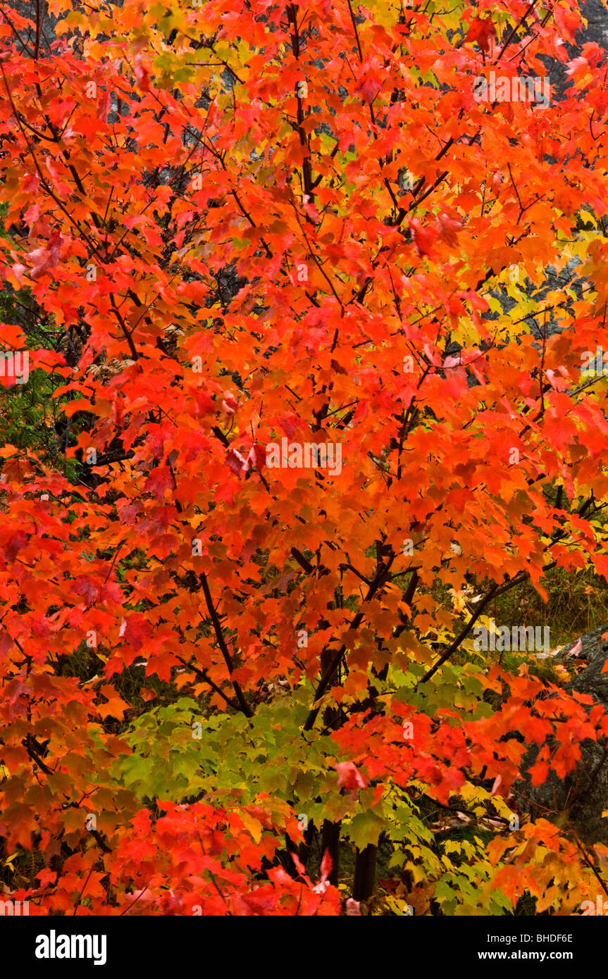 Roadside red maple (Acer rubrum) in autumn foliage, Elliot Lake ...