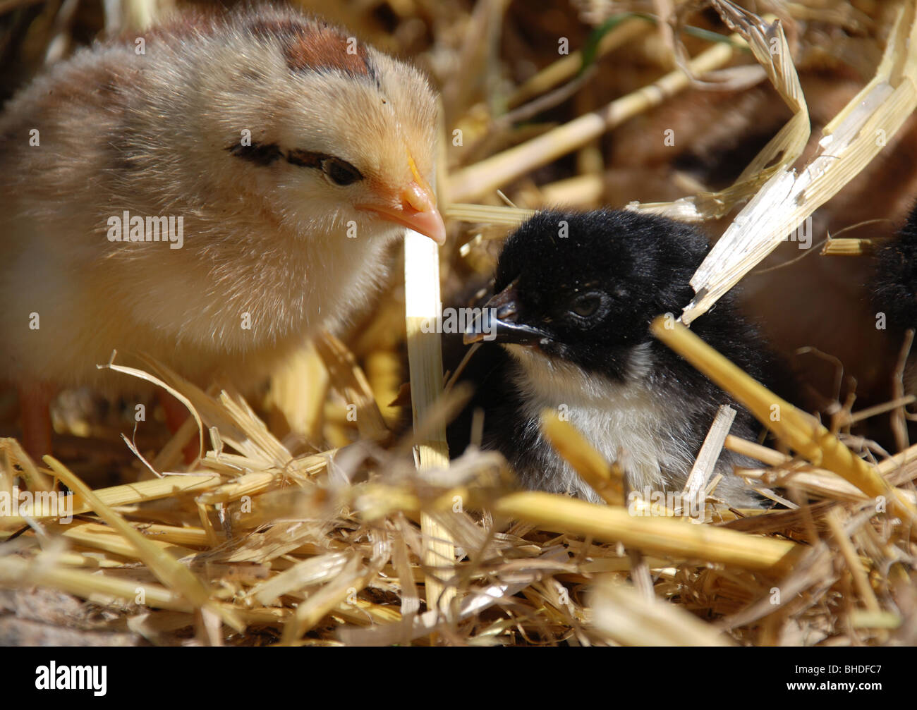 Chicken beak hi-res stock photography and images - Alamy