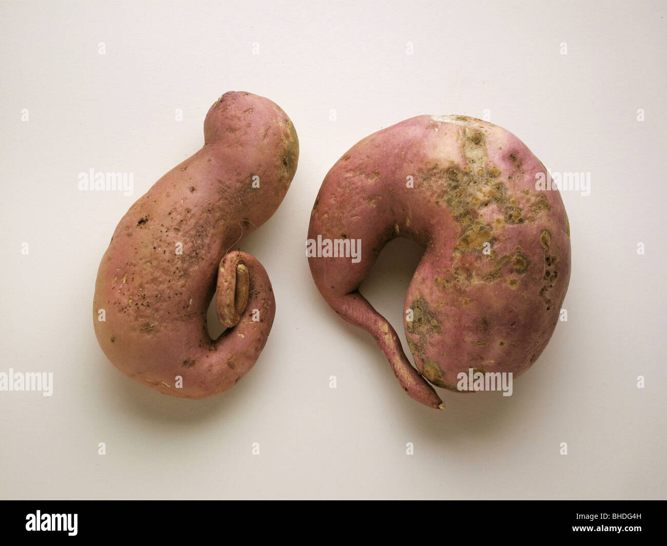 Curved potato hi-res stock photography and images - Alamy