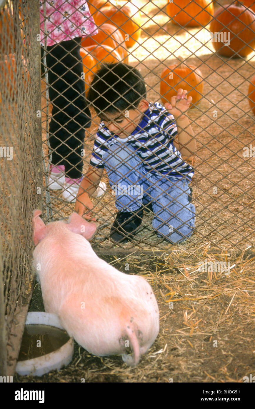 Boy pig farm hi-res stock photography and images - Alamy