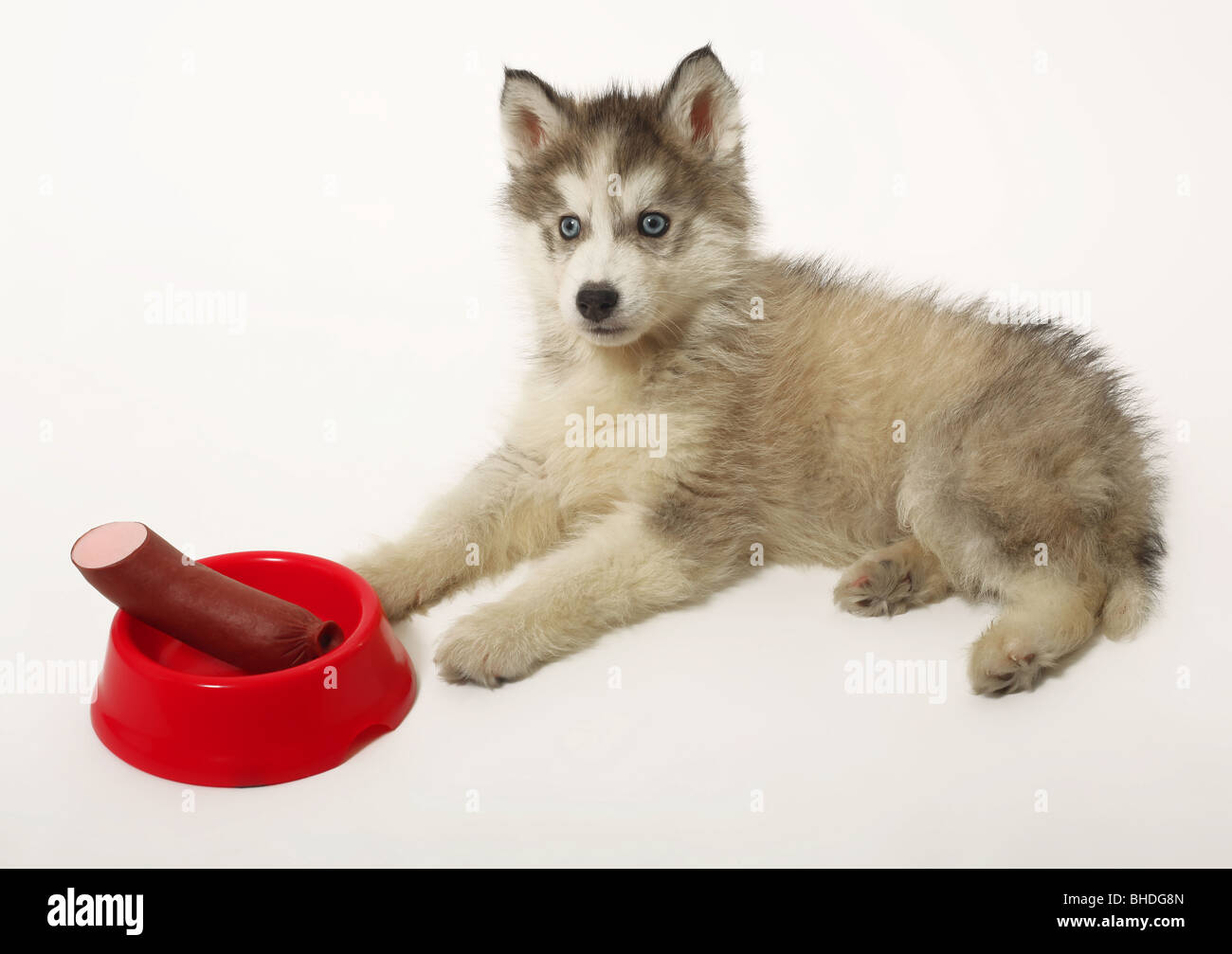 baby Siberian Husky 6 Stock Photo - Alamy