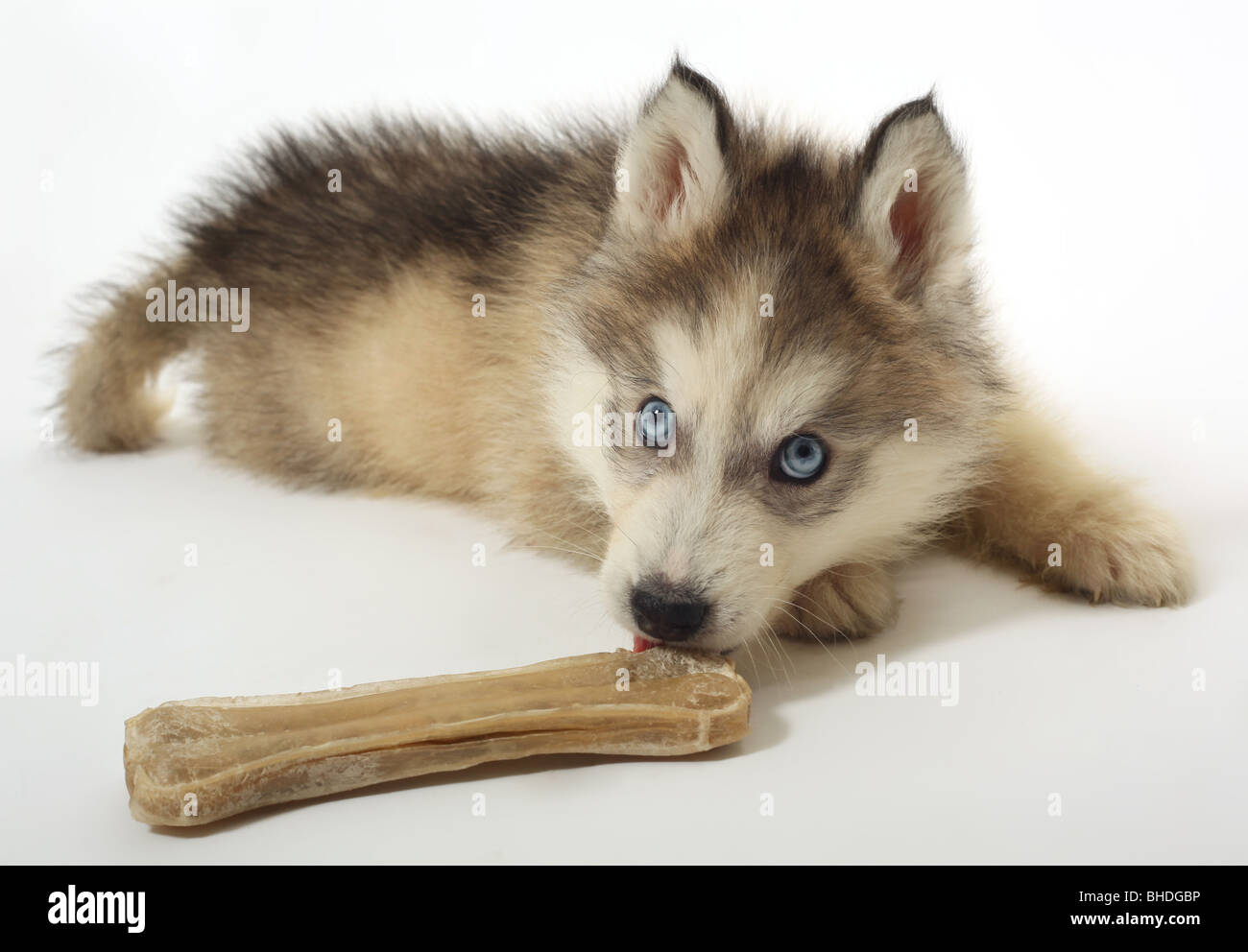 baby Siberian Husky 5 Stock Photo - Alamy