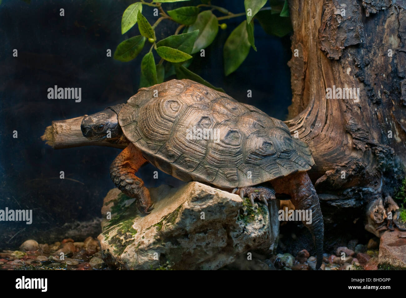 Wood turtle hi-res stock photography and images - Alamy