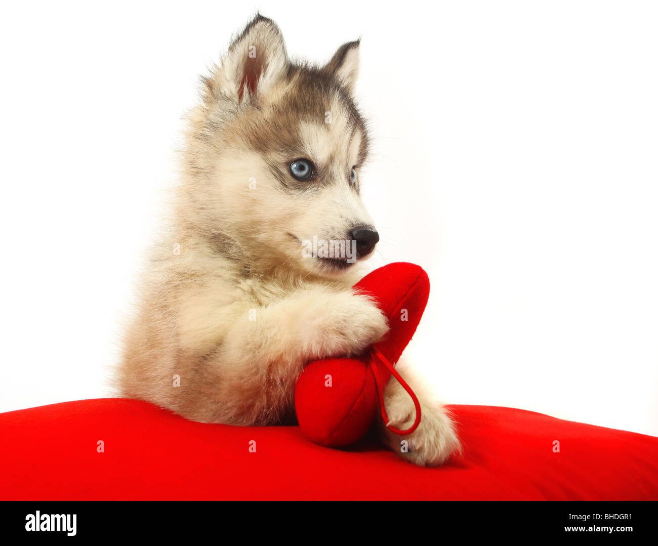 baby Siberian Husky Stock Photo - Alamy