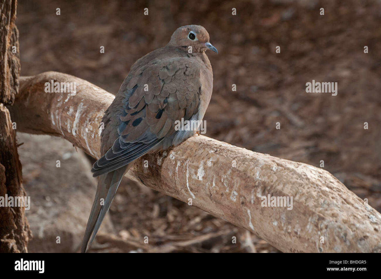 Mourning dove hi-res stock photography and images - Alamy