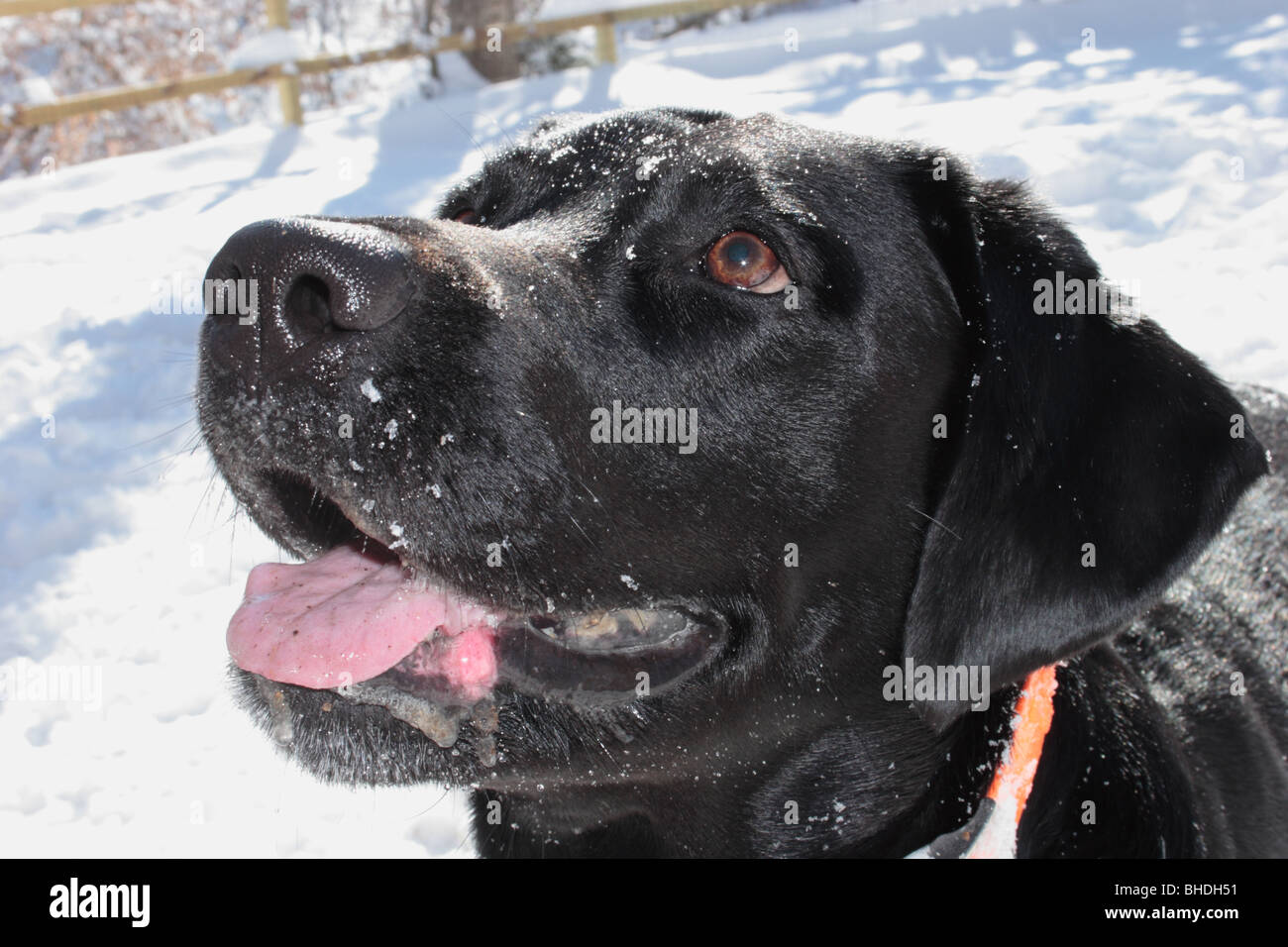 Black labrador puppy snow hi-res stock photography and images - Alamy