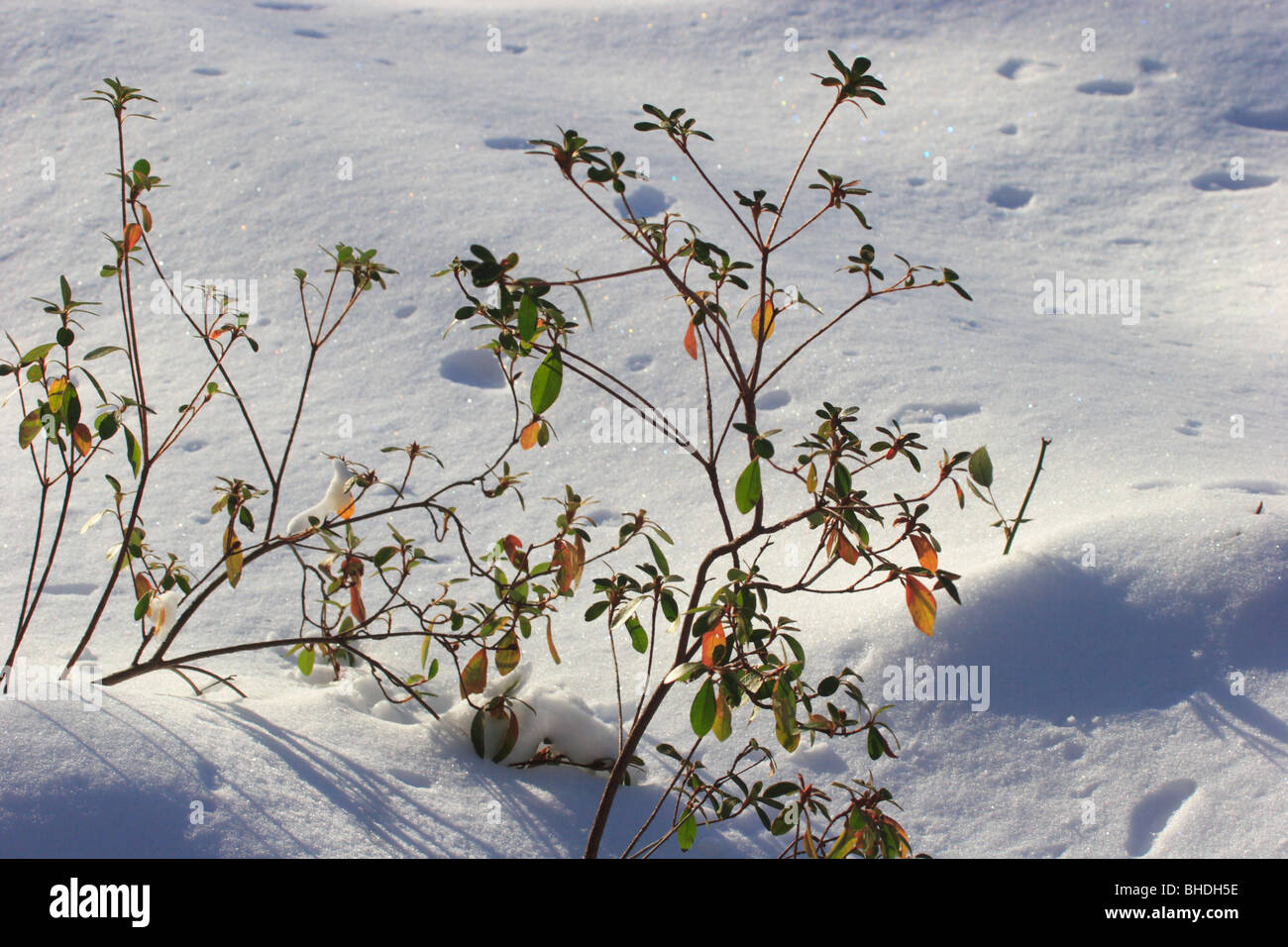 Azalea in snow (variety Robin Hill Stock Photo - Alamy