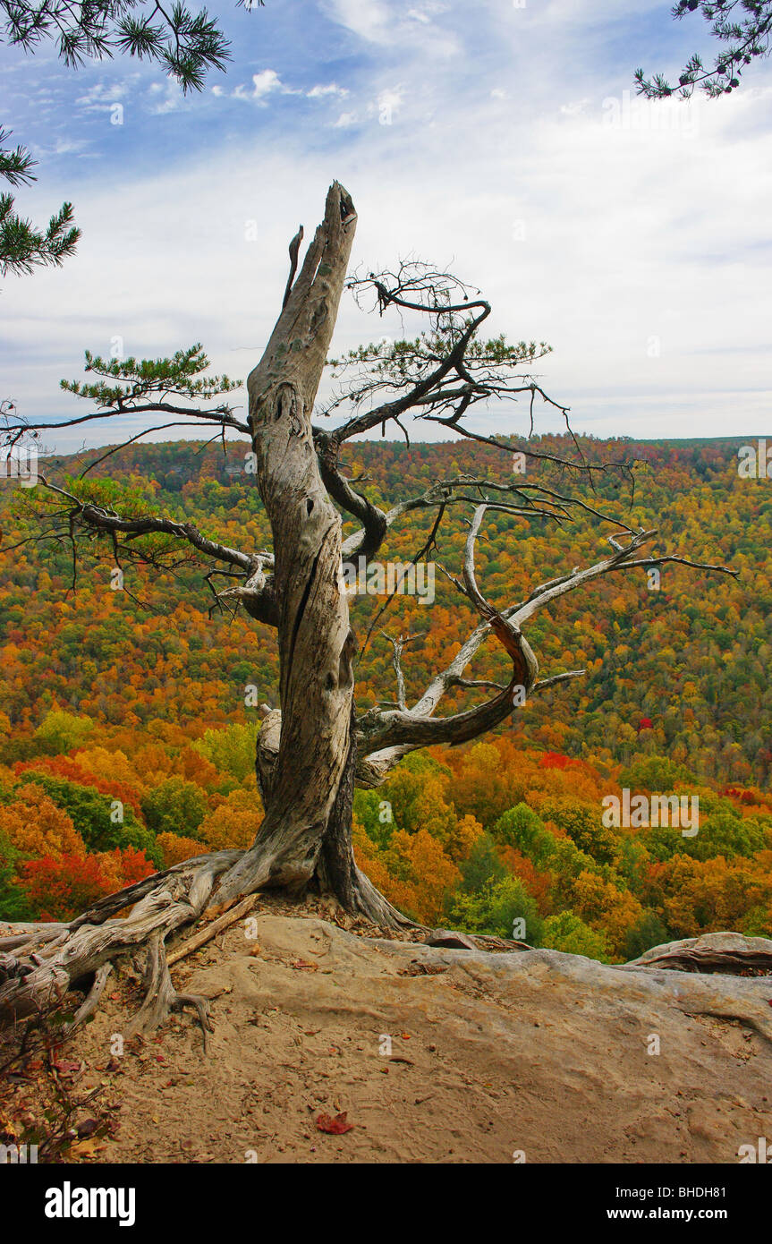 Tree on cliff edge hi-res stock photography and images - Alamy