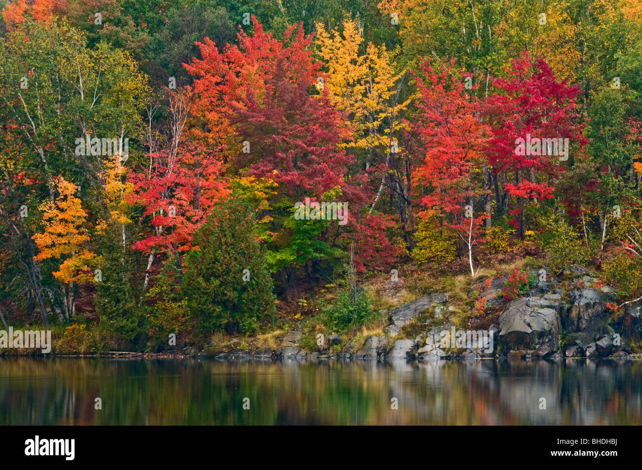 Lakeshore with birches hi-res stock photography and images - Alamy