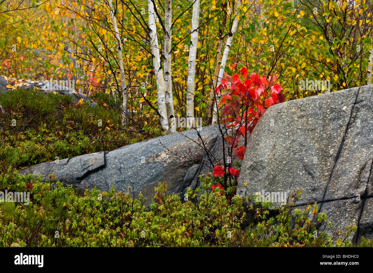 Red maple sapling with autumn foliage growing from crack in rock ...
