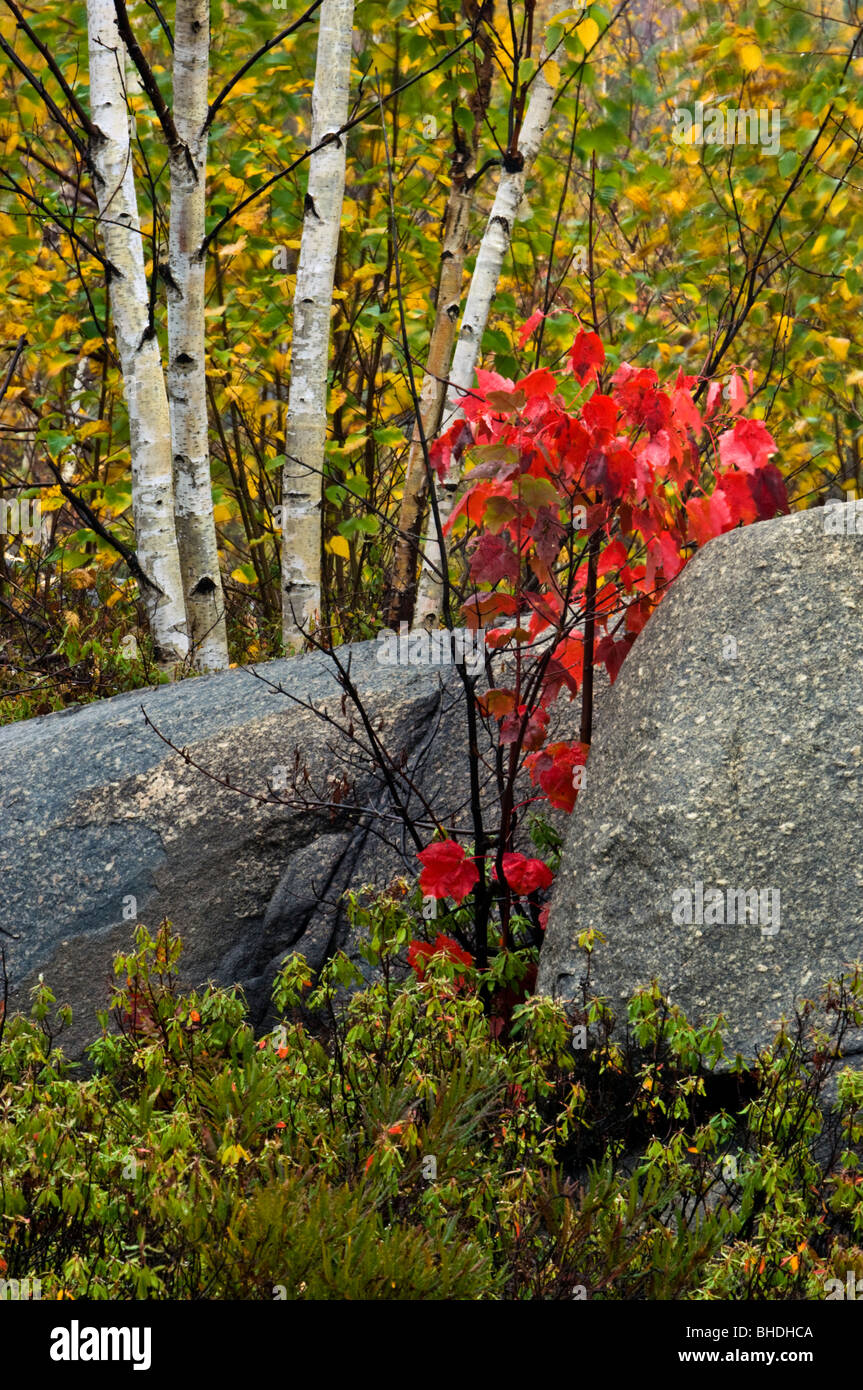 Red maple sapling with autumn foliage growing from crack in rock ...