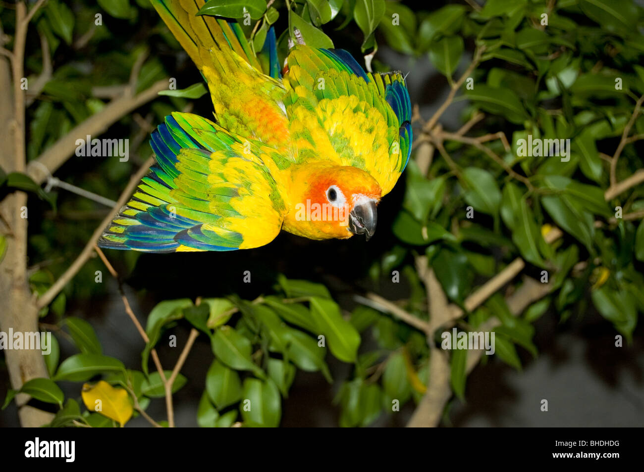 Upside down parrot hi-res stock photography and images - Alamy