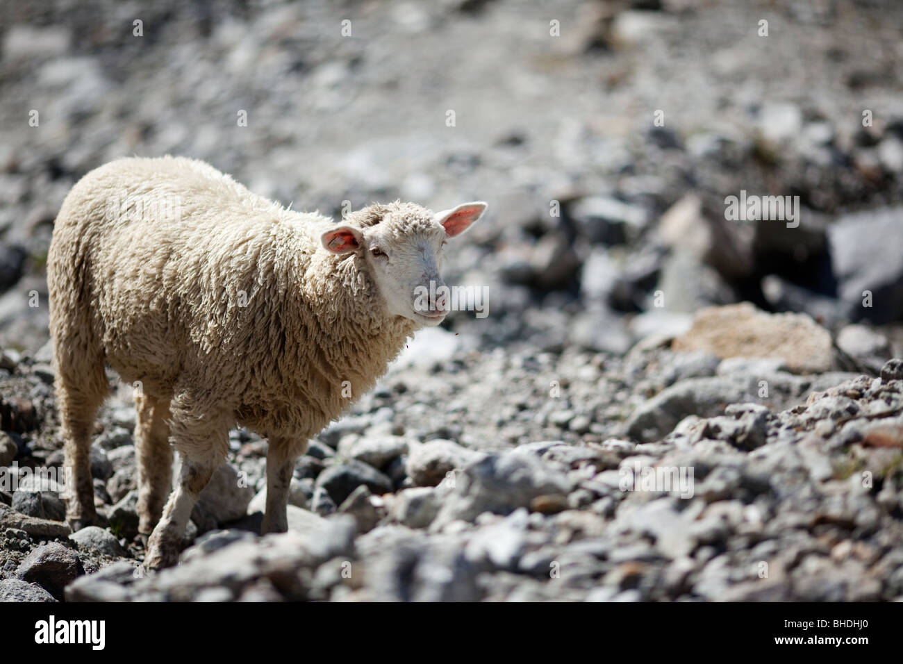 Swiss Sheep Detail, Bernese Alps, Suisse, Europe Stock Photo - Alamy