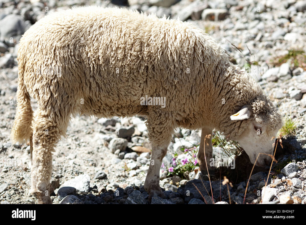 Switzerland Sheep Detail, Bernese Alps, Suisse, Europe Stock Photo - Alamy