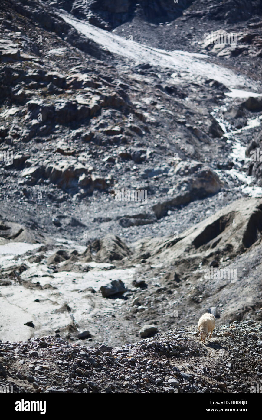 Swiss winter sheep hi-res stock photography and images - Alamy
