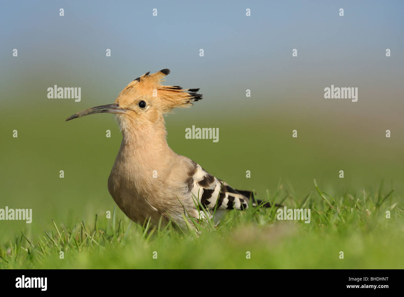 Hoopoe bird hi-res stock photography and images - Alamy