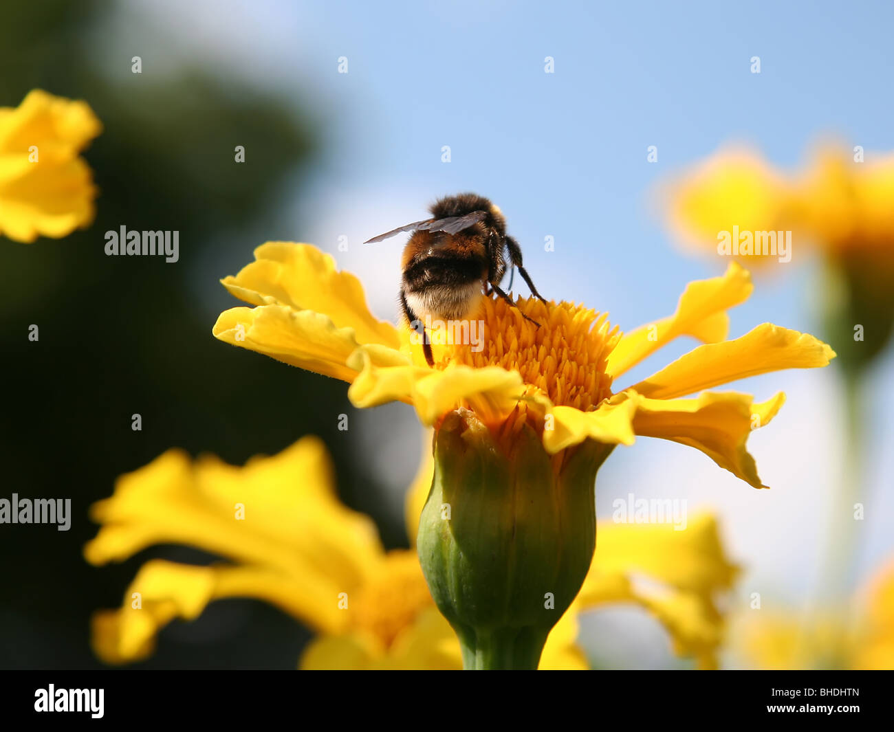 Fly gadfly hi-res stock photography and images - Alamy