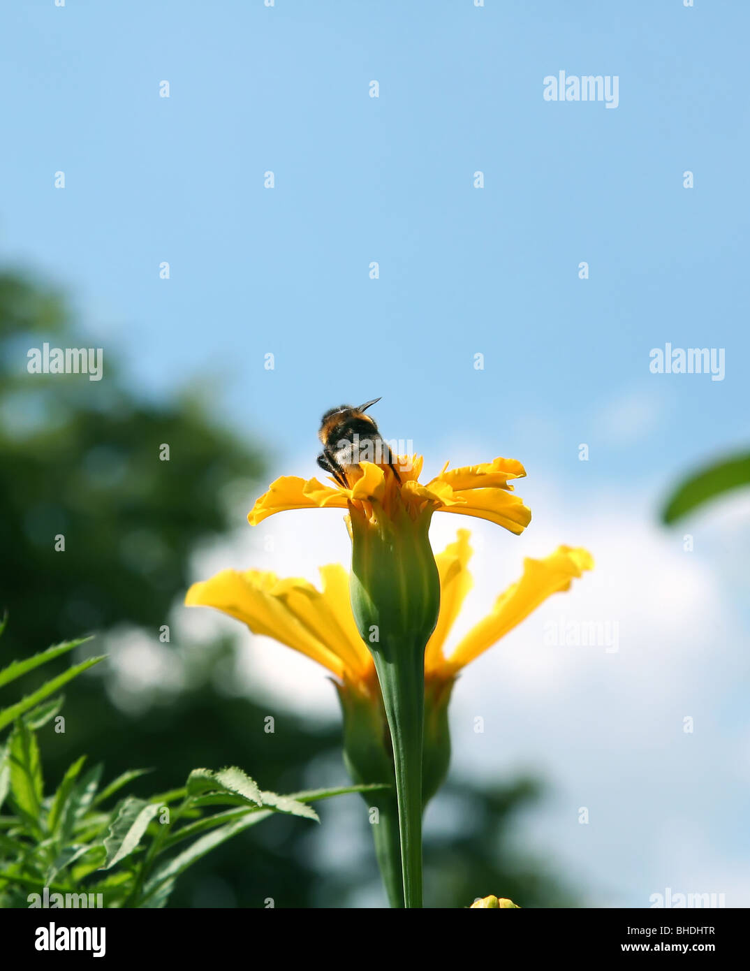 The gadfly hi-res stock photography and images - Alamy