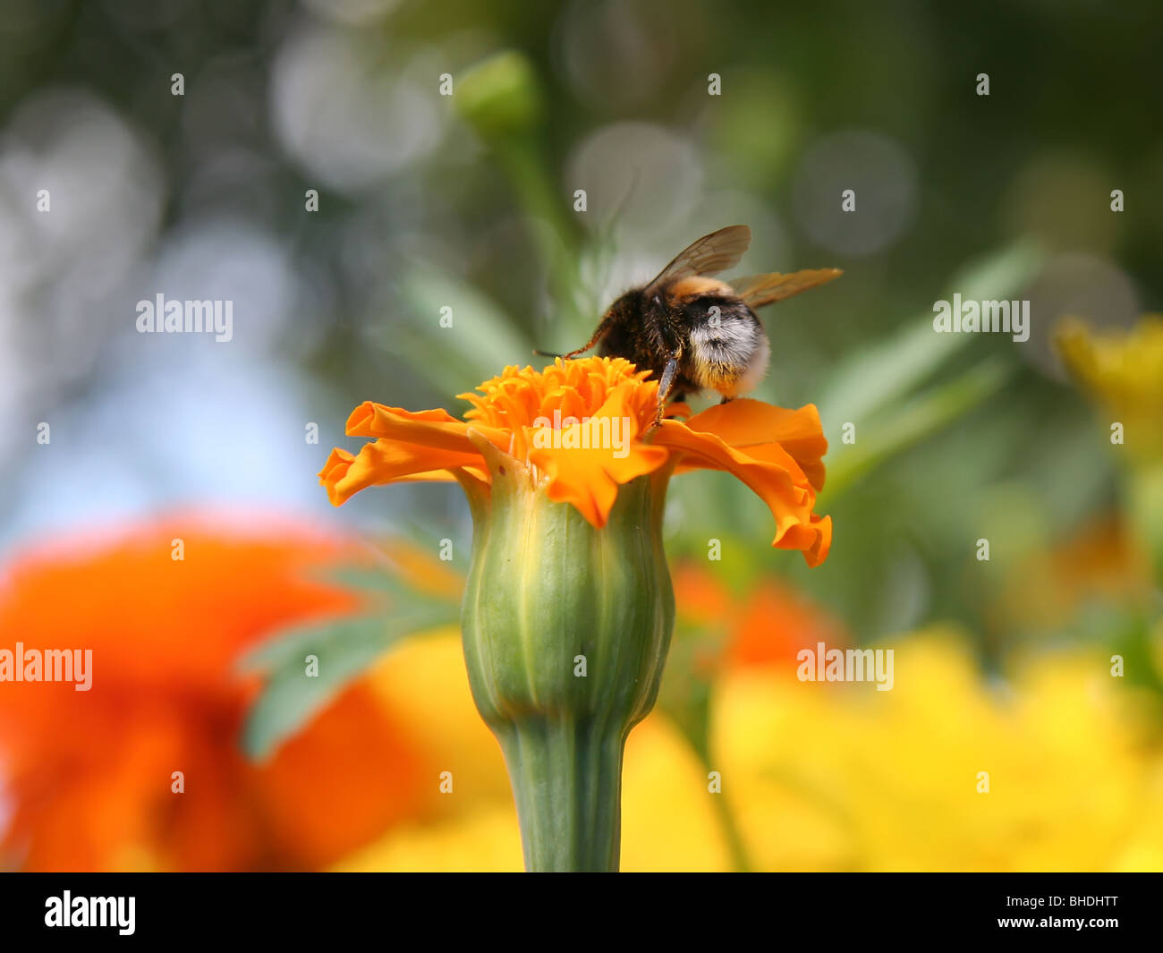 The gadfly hi-res stock photography and images - Alamy