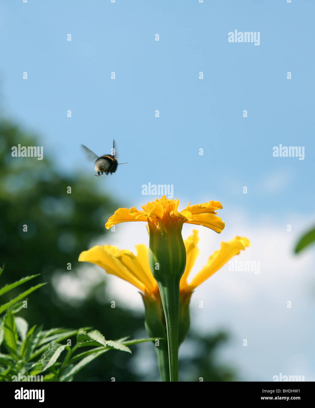The gadfly hi-res stock photography and images - Alamy