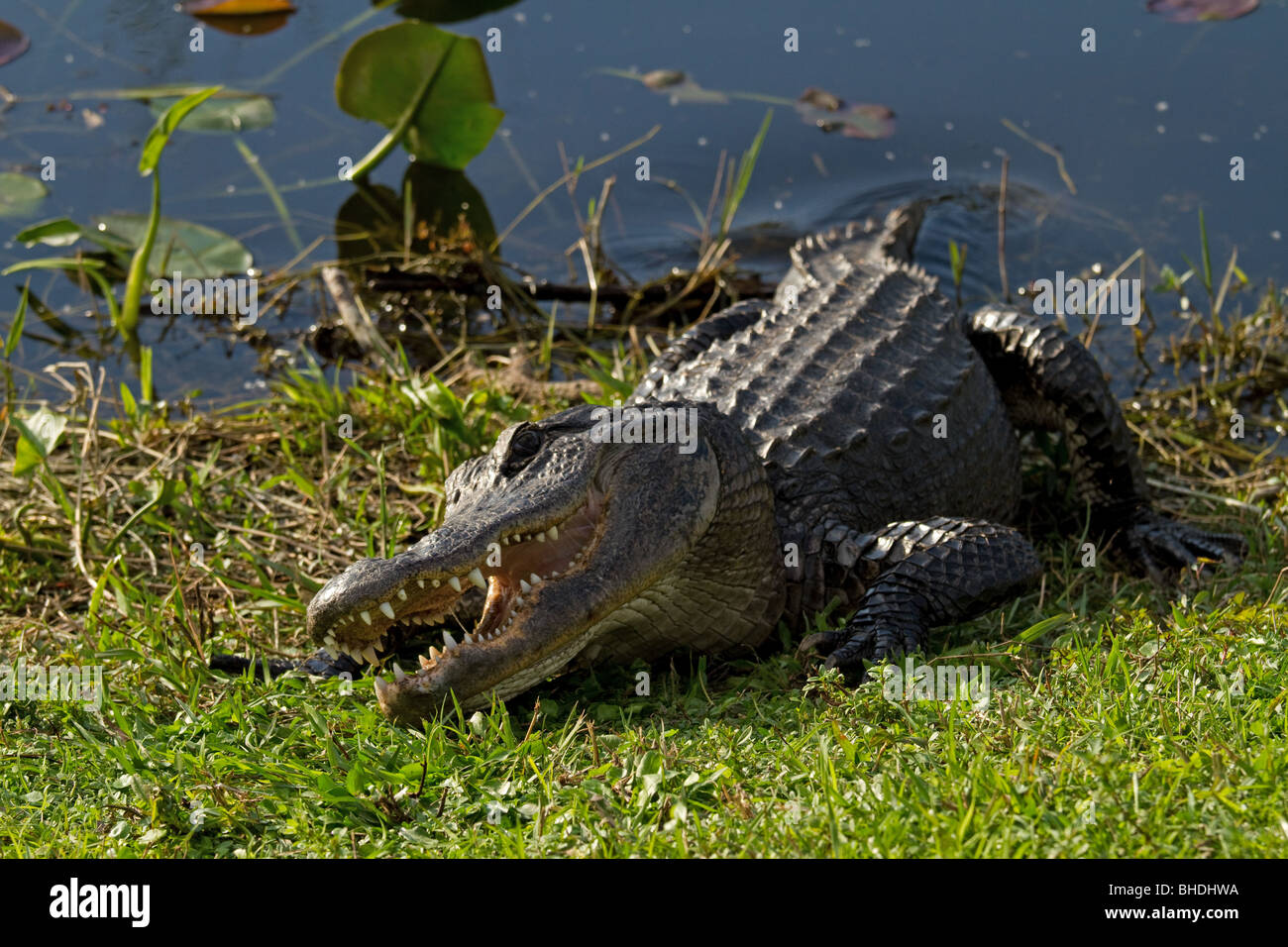 American alligator mouth open showing teeth. Alligator mississippiensis ...
