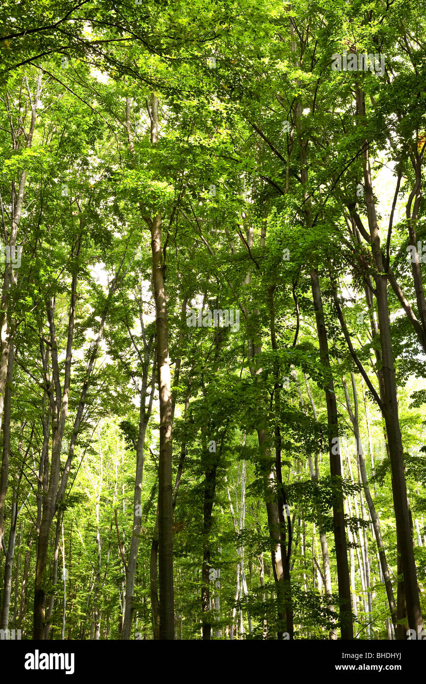 Landscape with forest in the countryside or mountains Stock Photo - Alamy