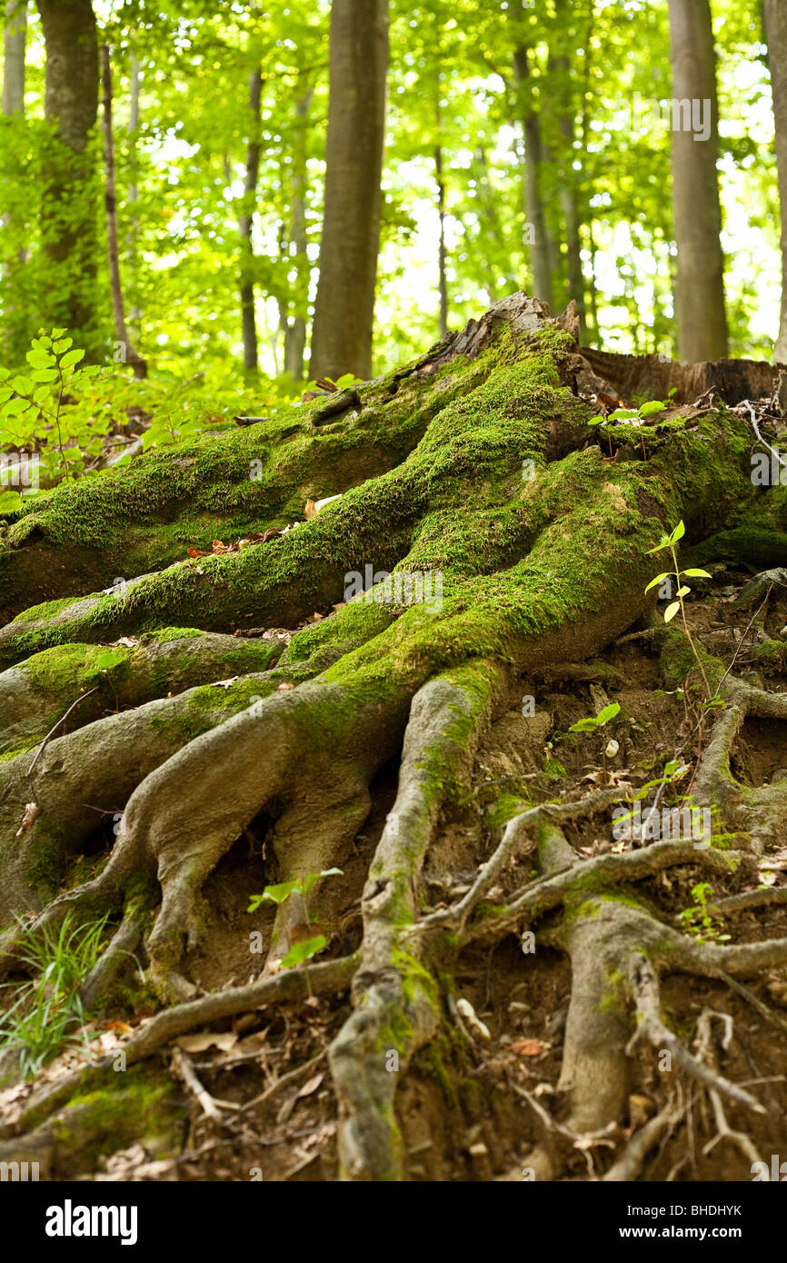 Intricate root system hi-res stock photography and images - Alamy