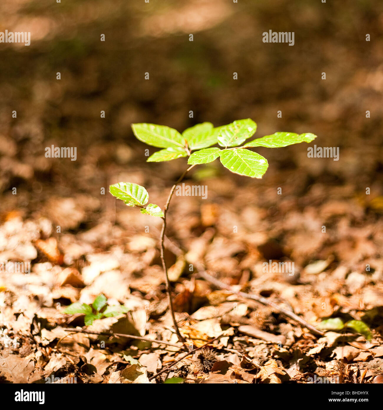 Baby tree growing through the fallen leaves Stock Photo - Alamy