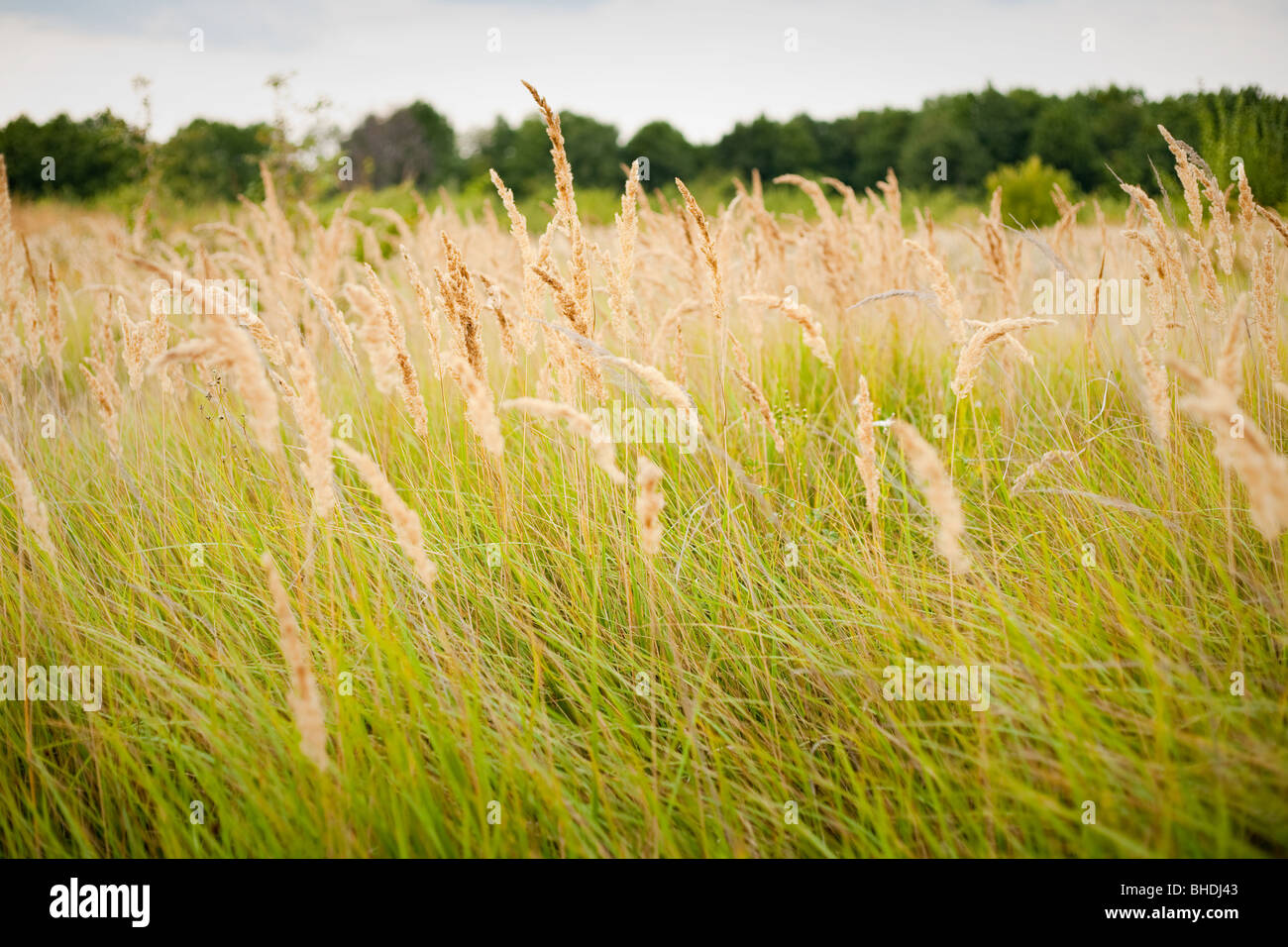 Ripe yellow grass field in the countryside Stock Photo - Alamy