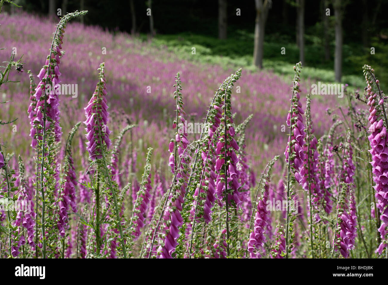 Digitalis plants hi-res stock photography and images - Alamy