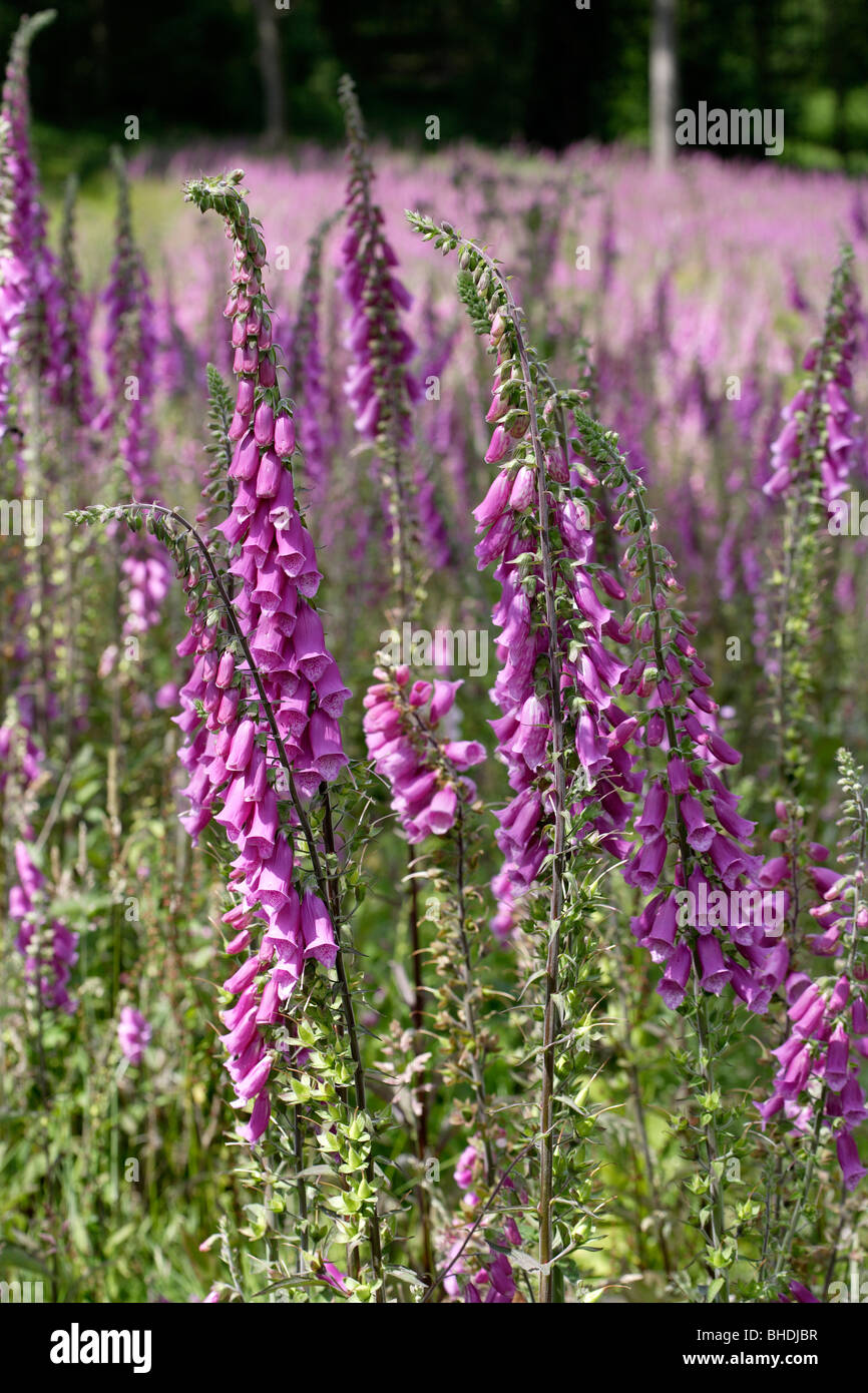 Digitalis plants hi-res stock photography and images - Alamy